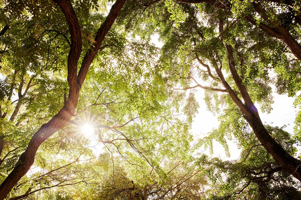 Gratis omvisning i Botanisk hage
